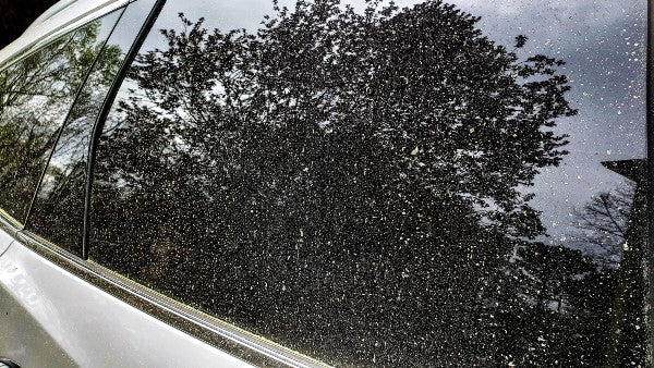 Remove Mosquito and Bug Stains from Your Car – Sisbrill USA